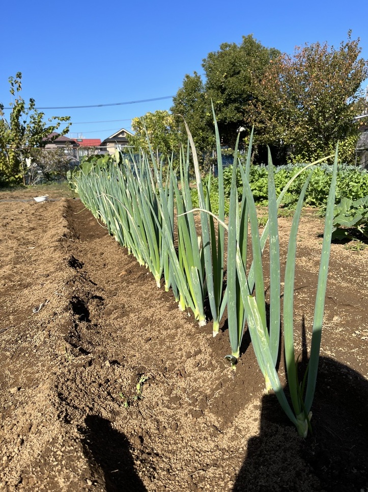 ネギの土寄せ 11月21日〜24日: はじめての農業日記2